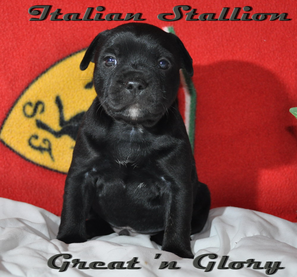 Italian Stallion - Great n' Glory